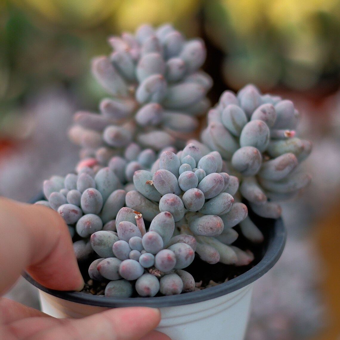 Pachyphytum Baby Finger,succulent Plant,succulent Gifts - Etsy