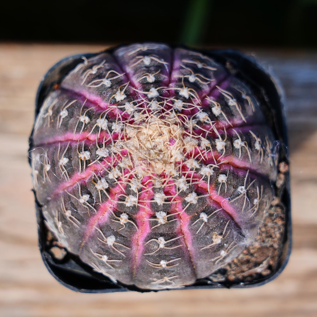 Cactus Lagun Variegated, Succulent Plant,succulent Gifts - Etsy