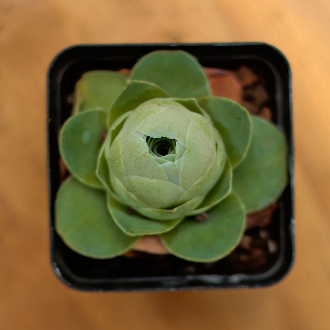 Greenovia Diplocycla Gigantea,succulent Plant,succulent Gifts - Etsy