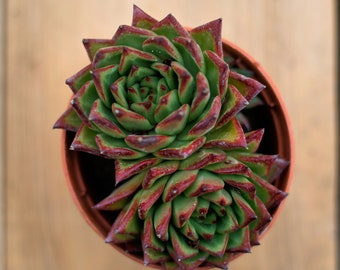 Echeveria 'lipstick' Succulent: Rare Agavoides Form, Red Edged Live ...