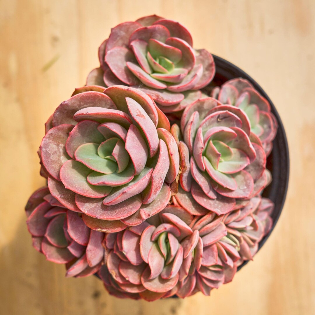 Echeveria Sunyan,succulent Plant,succulent Gifts - Etsy