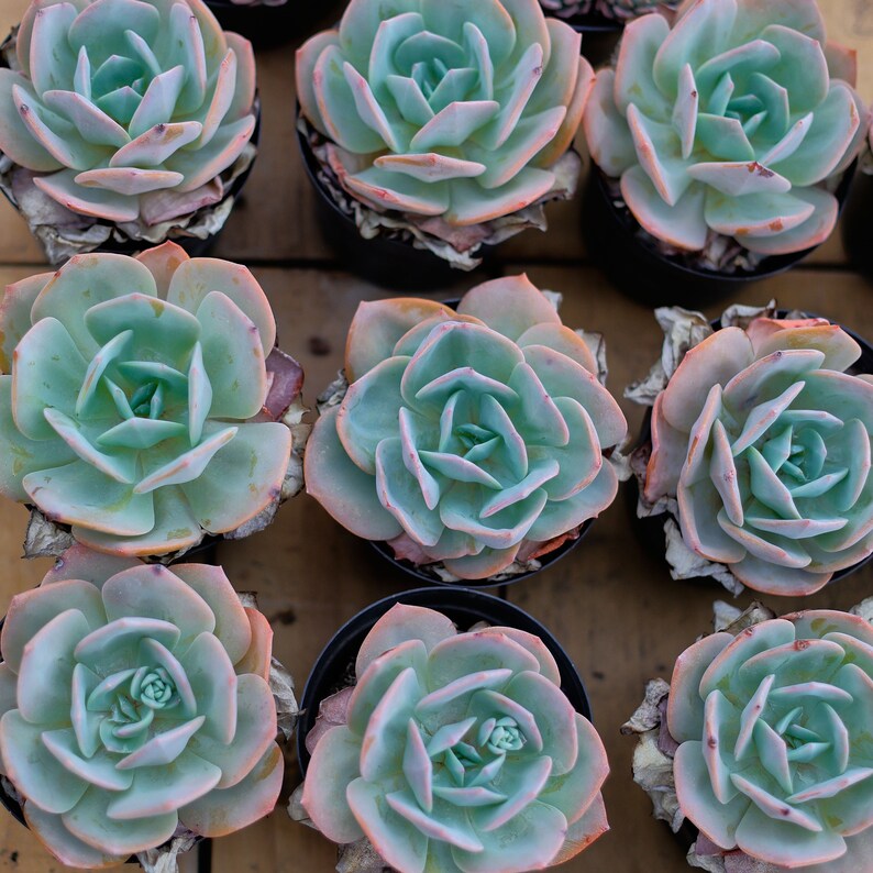 Echeveria Atlantis,succulent Plant,succulent Gifts - Etsy