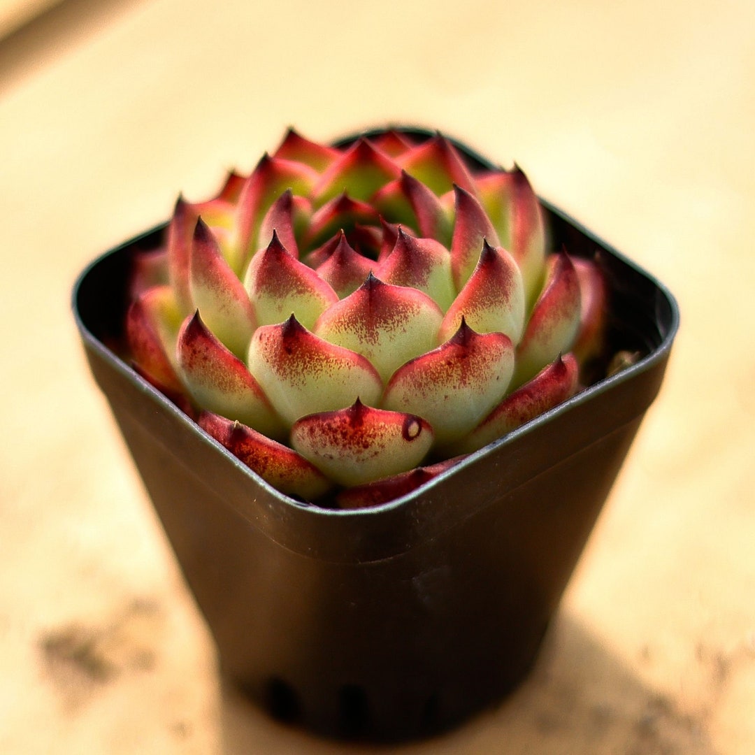 Echeveria Moon Stone,succulent Plant,succulent Gifts - Etsy