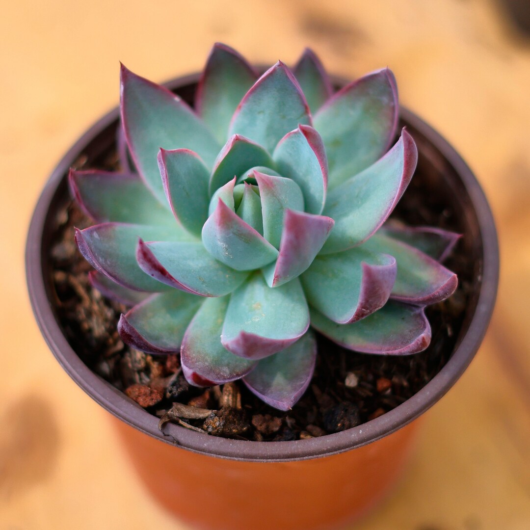Echeveria Agavoides Casio,succulent Plant,succulent Gifts - Etsy