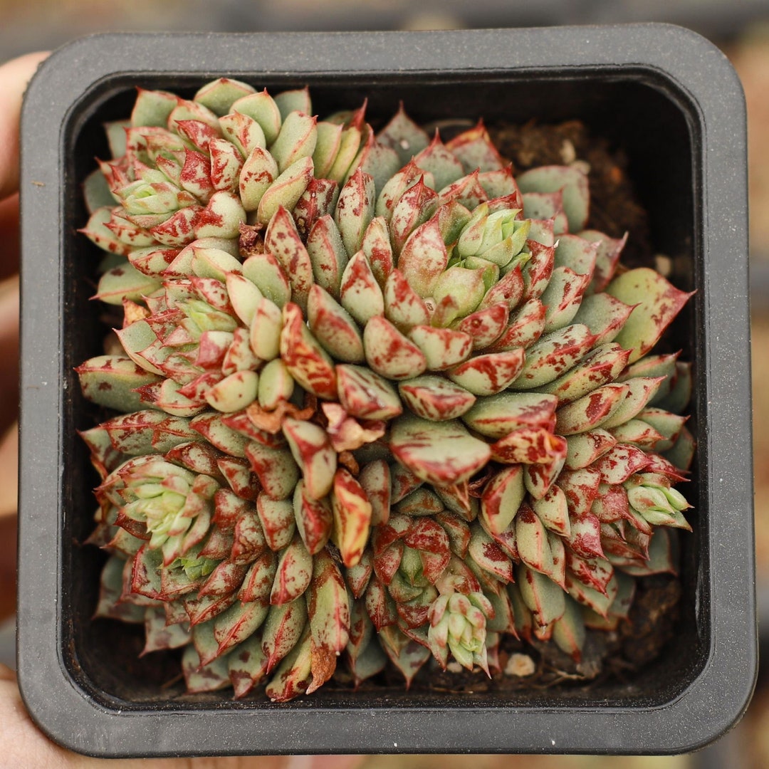 Echeveria Blood Legitimate,succulent Plant,succulent Gifts - Etsy