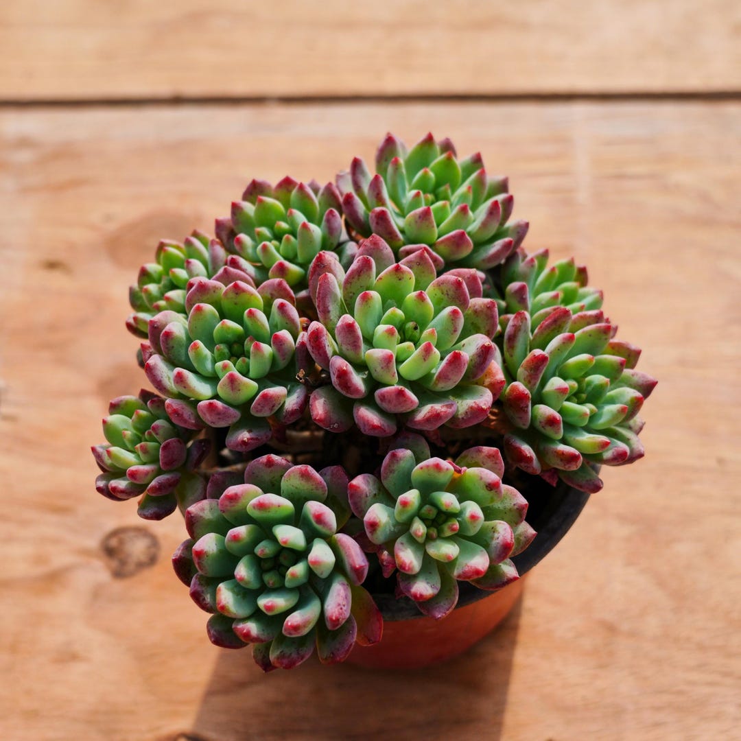 Echeveria Blue Apple,succulent Plant,succulent Gifts - Etsy