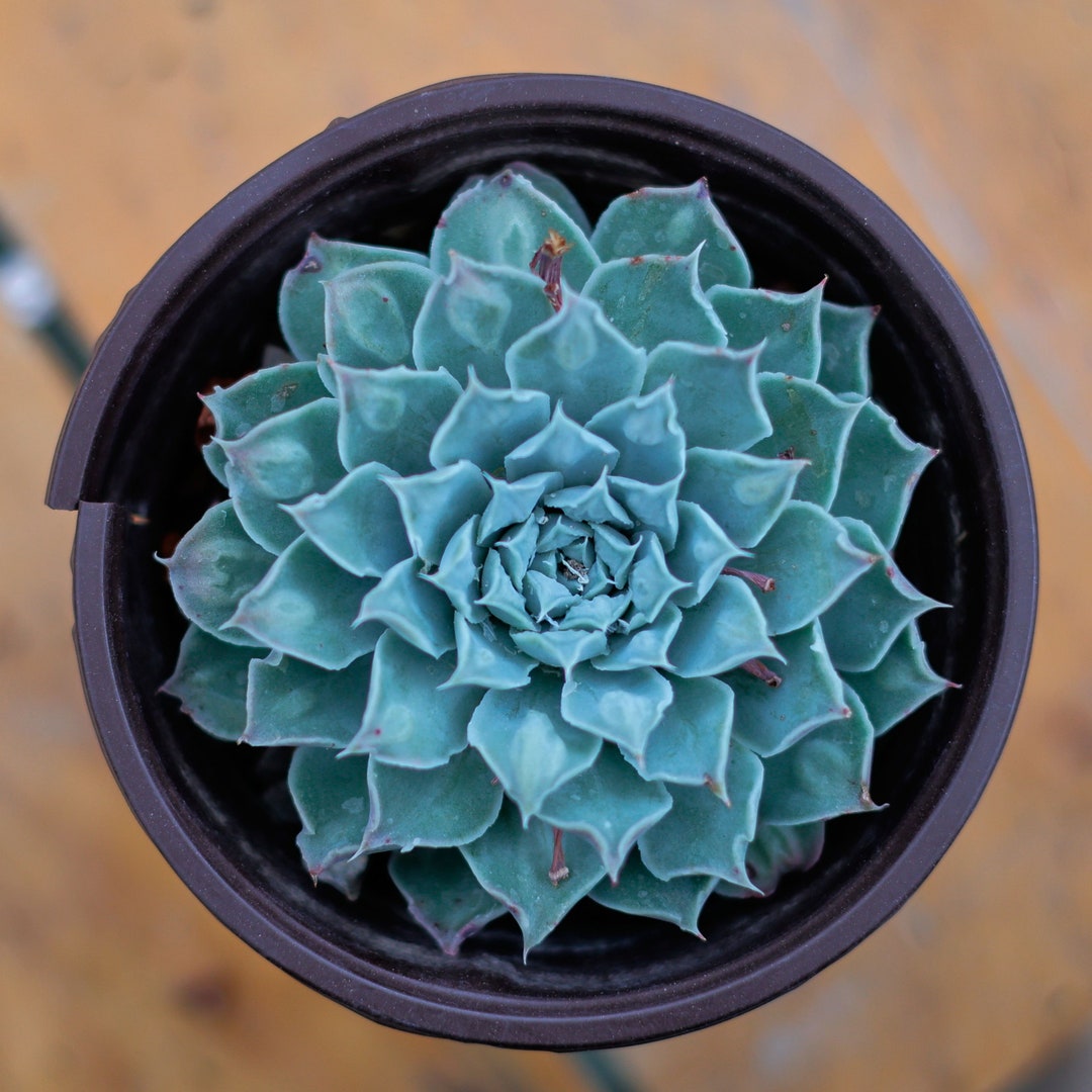 Echeveria Tears of Mexico,succulent Plant,succulent Gifts - Etsy