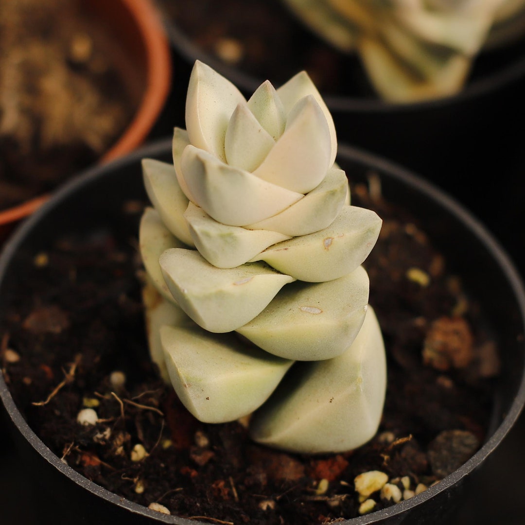 Crassula Moonglow Variegated,succulent Plant,succulent Gifts - Etsy