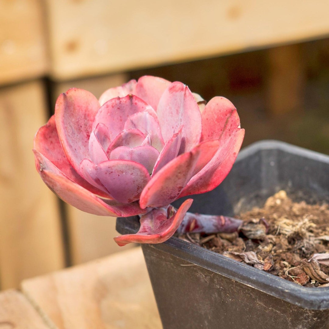 Echeveria Angel Wings,succulent Plant,succulent Gifts - Etsy