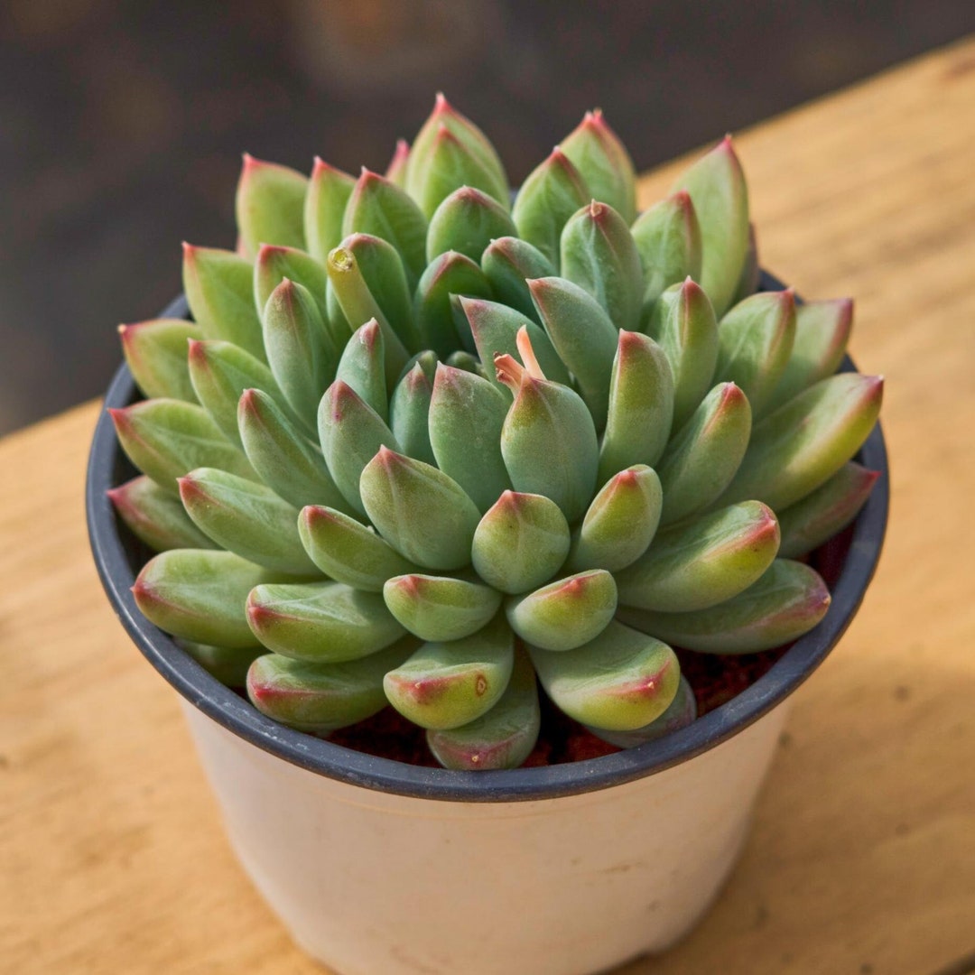 Echeveria Oracle,succulent Plant,succulent Gifts - Etsy