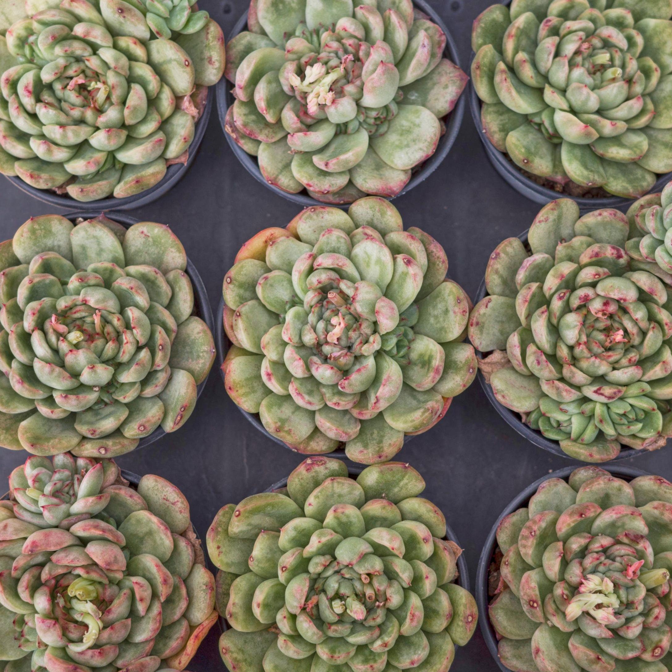Echeveria Ice Angel,succulent Plant,succulent Gifts - Etsy