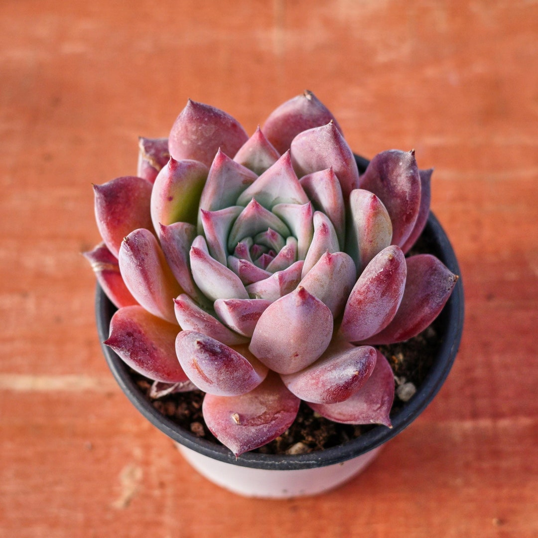 Echeveria Colorata Brandtii,succulent Plant,succulent Gifts - Etsy