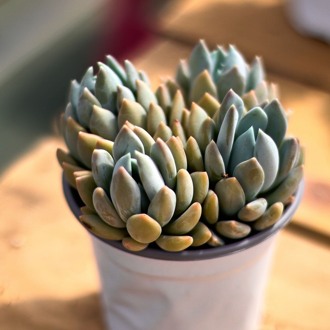 Pachyphytum Fat Beauty,succulent Plant,succulent Gifts - Etsy