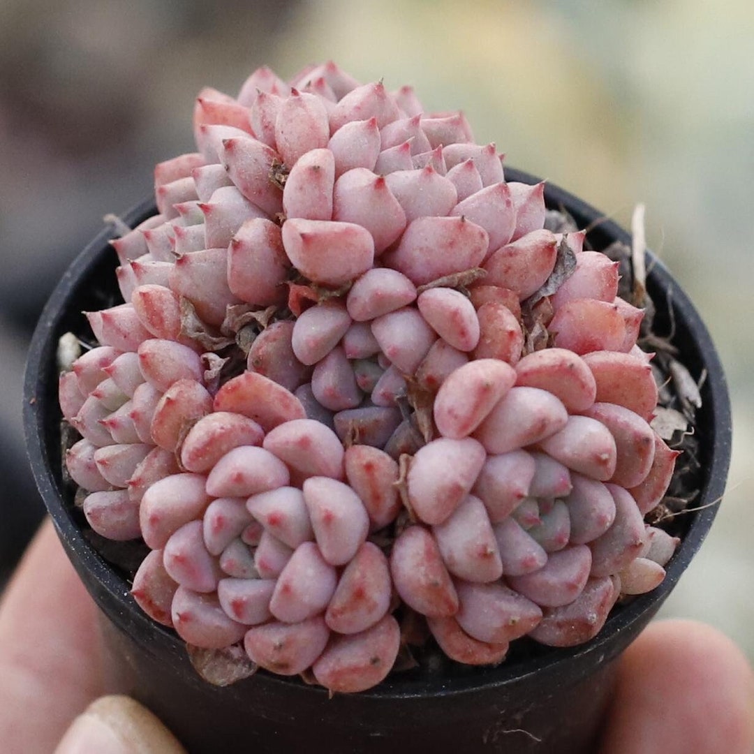 Echeveria Cute Bubble,succulent Plant,succulent Gifts - Etsy