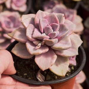Graptoveria Gypsy Variegated,succulent Plant,succulent Gifts - Etsy
