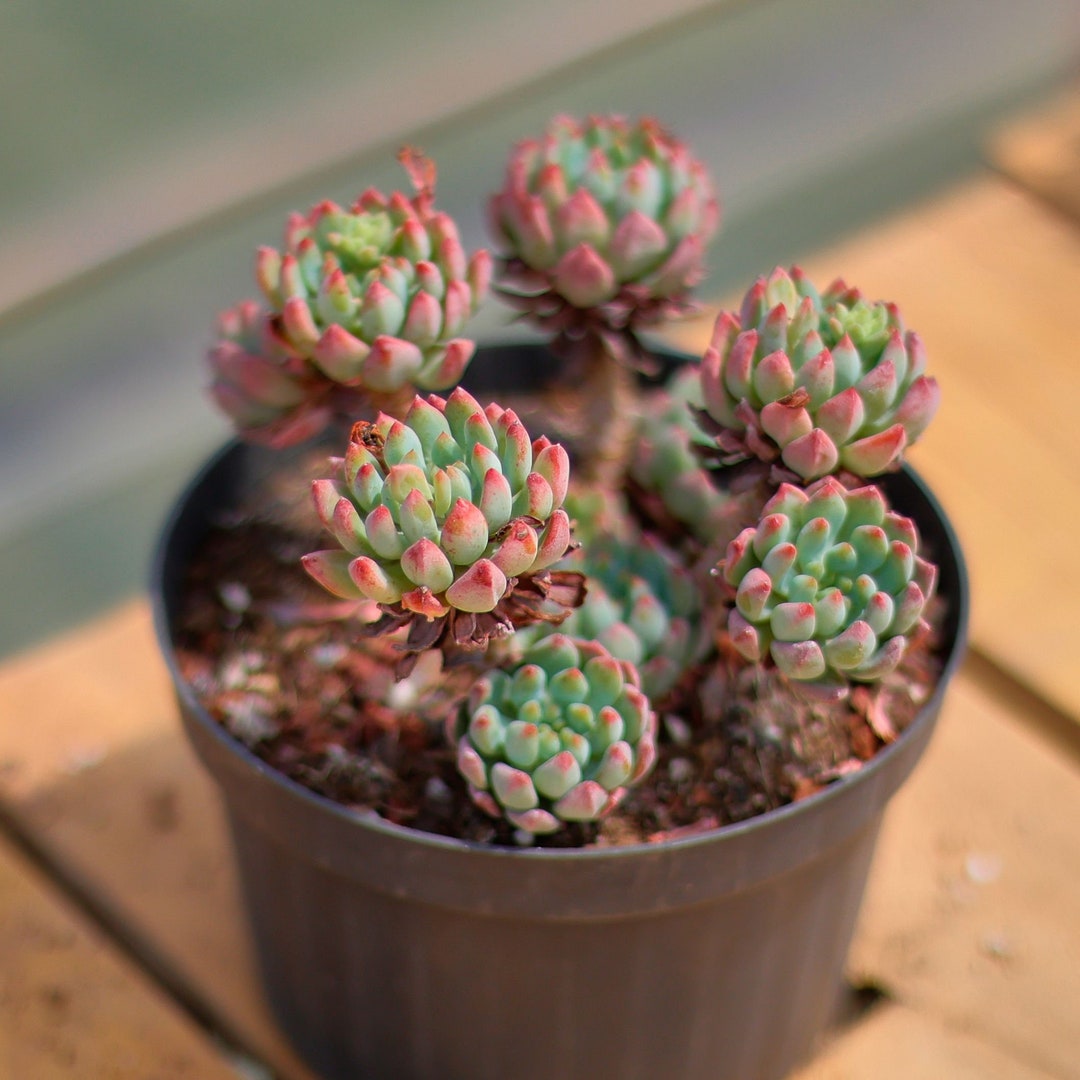 Echeveria Blue Apple,succulent Plant,succulent Gifts - Etsy