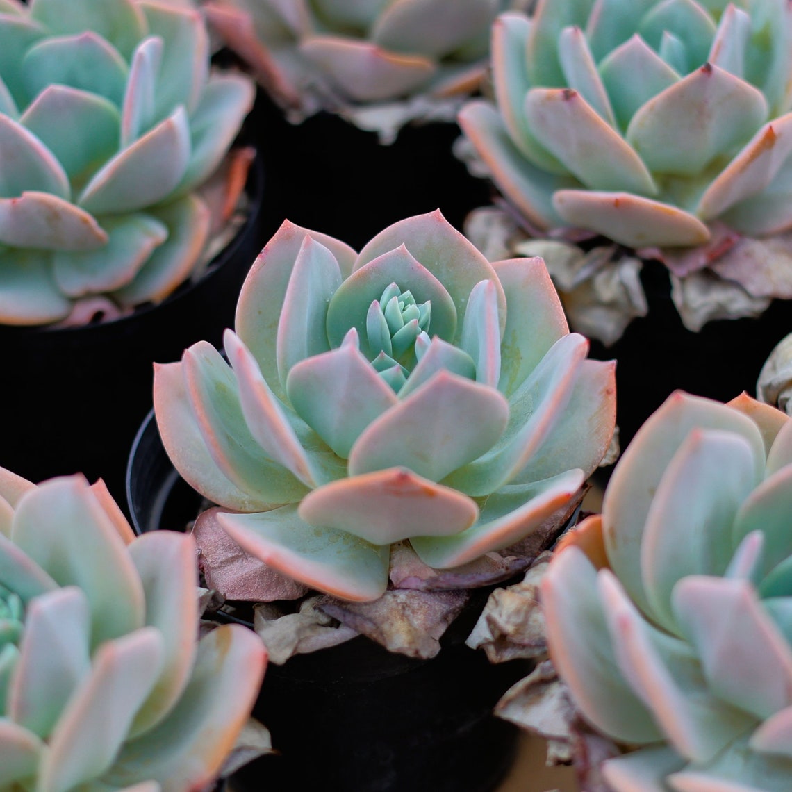 Echeveria Atlantis,succulent Plant,succulent Gifts - Etsy
