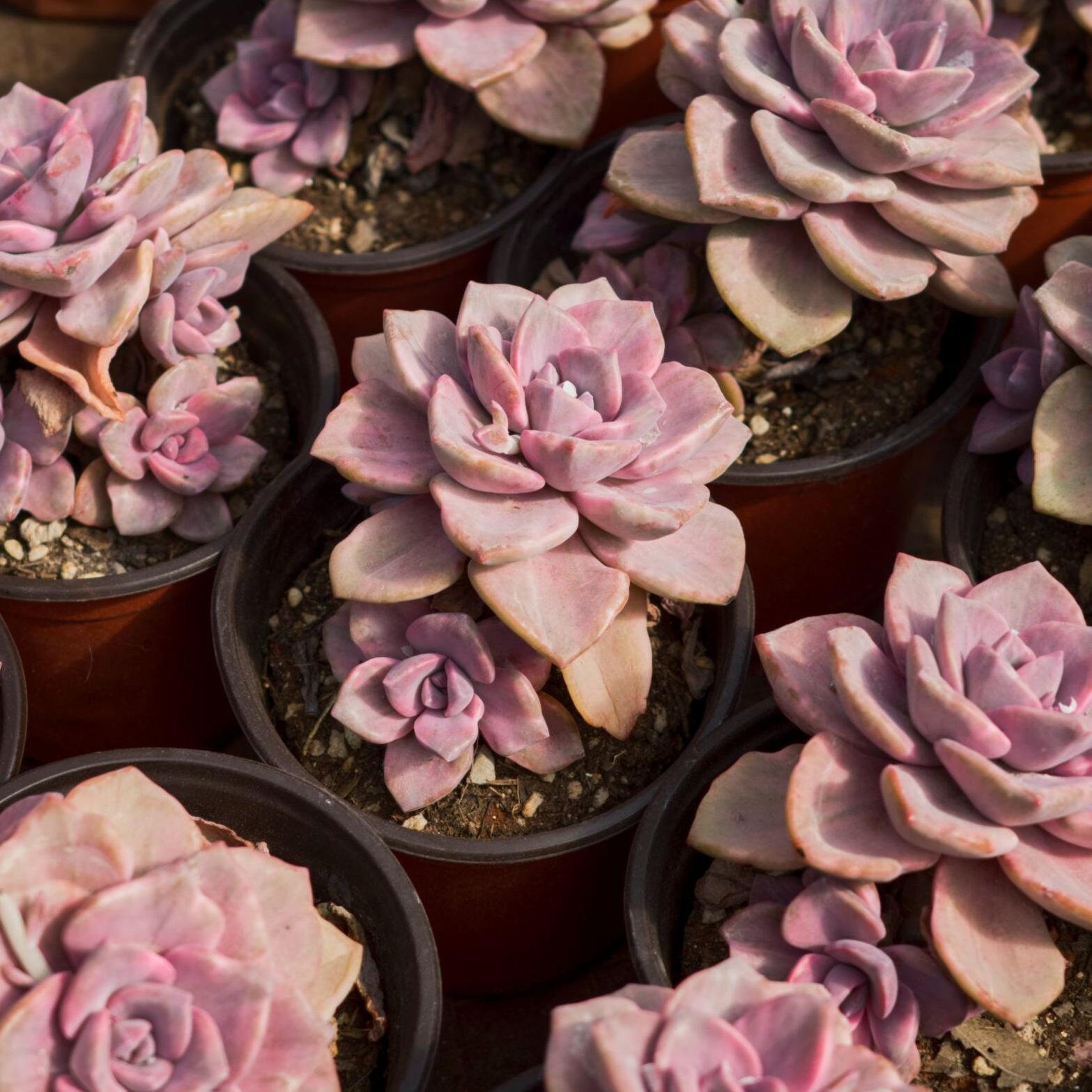 Graptoveria Gypsy Variegated,succulent Plant,succulent Gifts - Etsy