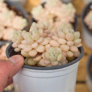 Pachyphytum Bubble Candy,succulent Plant,succulent Gifts - Etsy