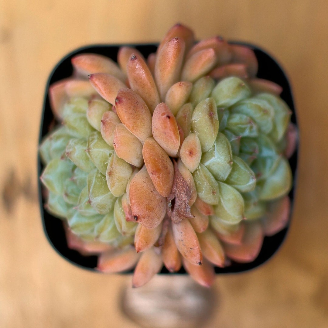 Echeveria Ice Grape,succulent Plant,succulent Gifts - Etsy