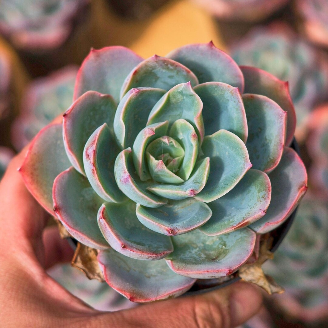 Echeveria Neon Lights,succulent Plant,succulent Gifts - Etsy