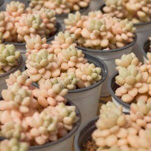 Pachyphytum Bubble Candy,succulent Plant,succulent Gifts - Etsy