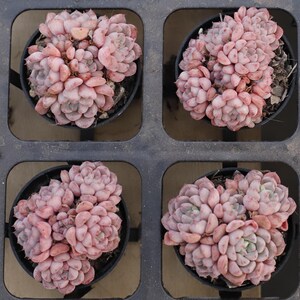 Echeveria Cute Bubble,succulent Plant,succulent Gifts - Etsy