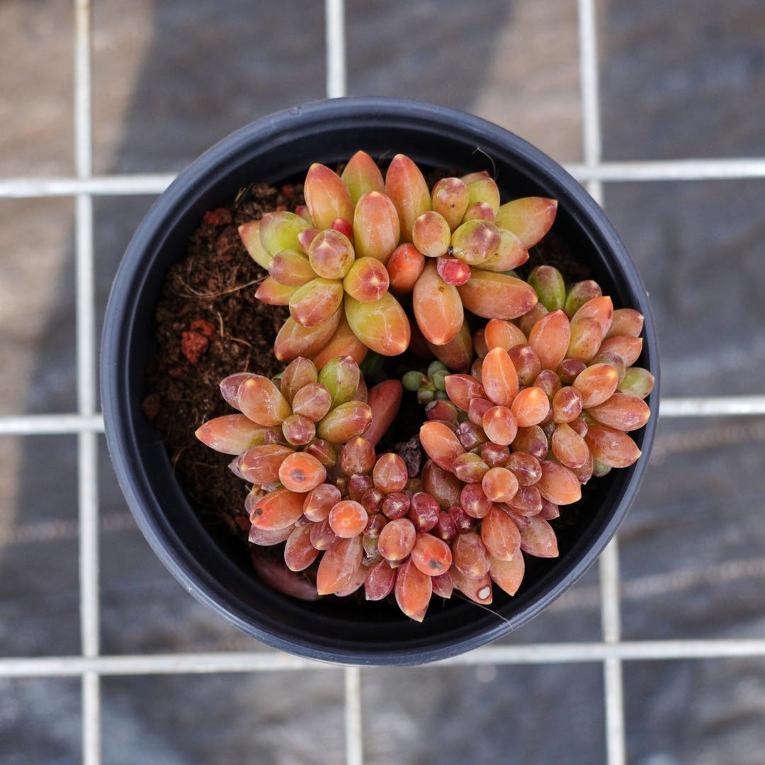 Pachyphytum Compactum Crested,succulent Plant,succulent Gifts - Etsy