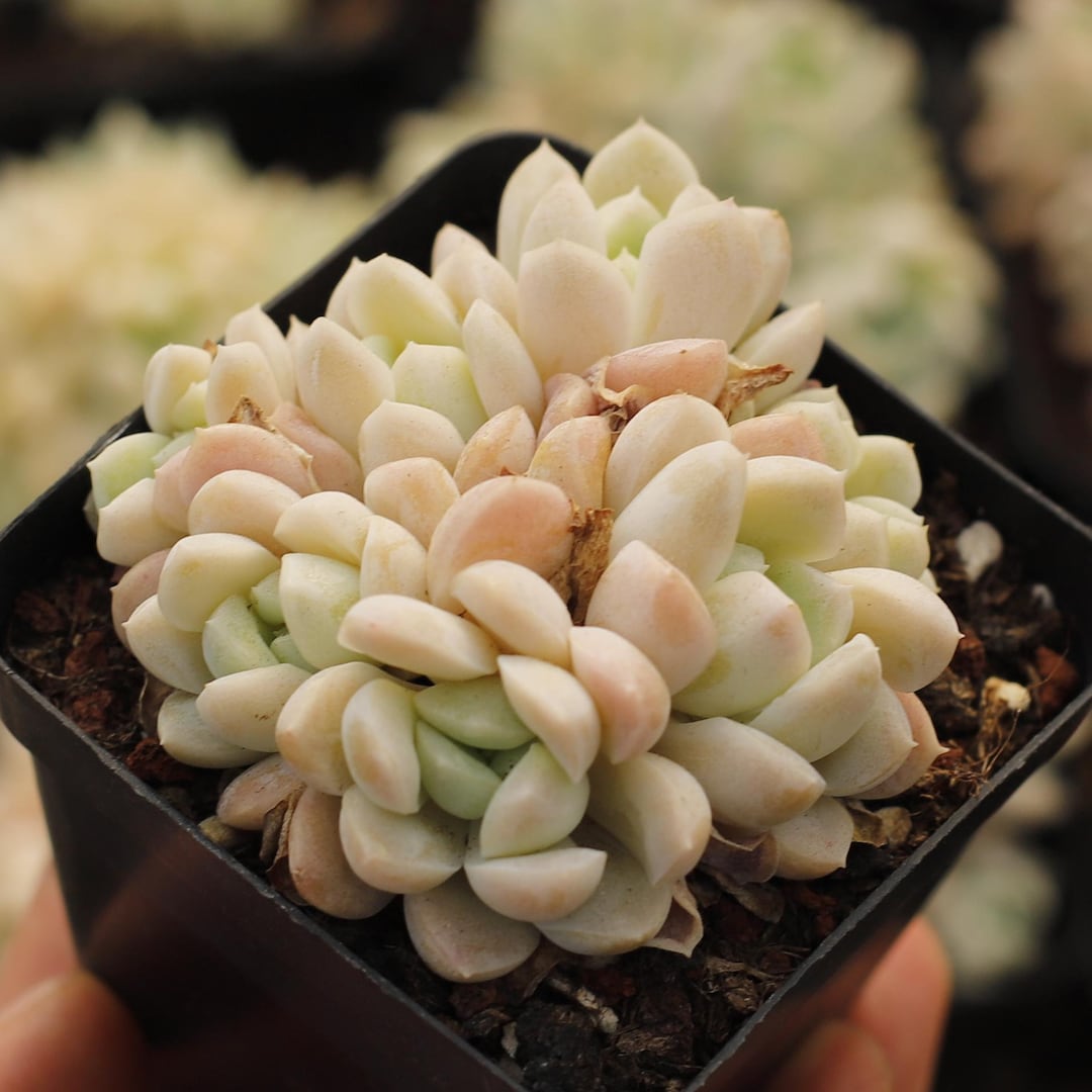Echeveria Cream Beauty,succulent Plant,succulent Gifts - Etsy