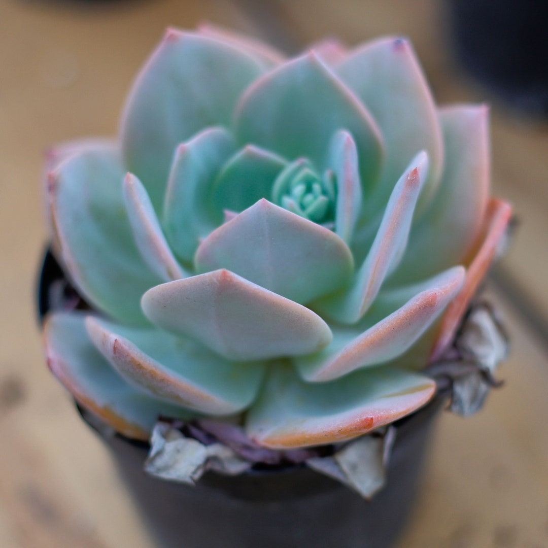 Echeveria Atlantis,succulent Plant,succulent Gifts - Etsy