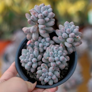 Pachyphytum Baby Finger,succulent Plant,succulent Gifts - Etsy