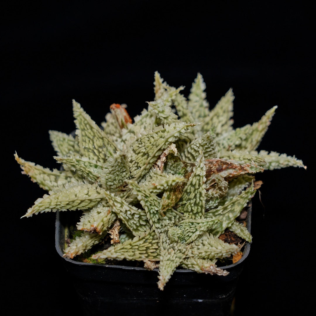 Haworthia Godzilla Aloe, Succulent Plant,succulent Gifts - Etsy