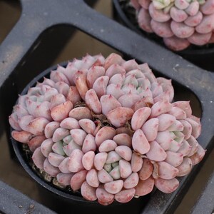 Echeveria Cute Bubble,succulent Plant,succulent Gifts - Etsy