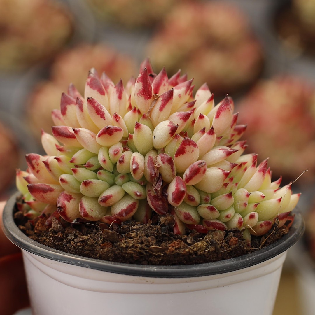 Echeveria Ratam Crested,succulent Plant,succulent Gifts - Etsy