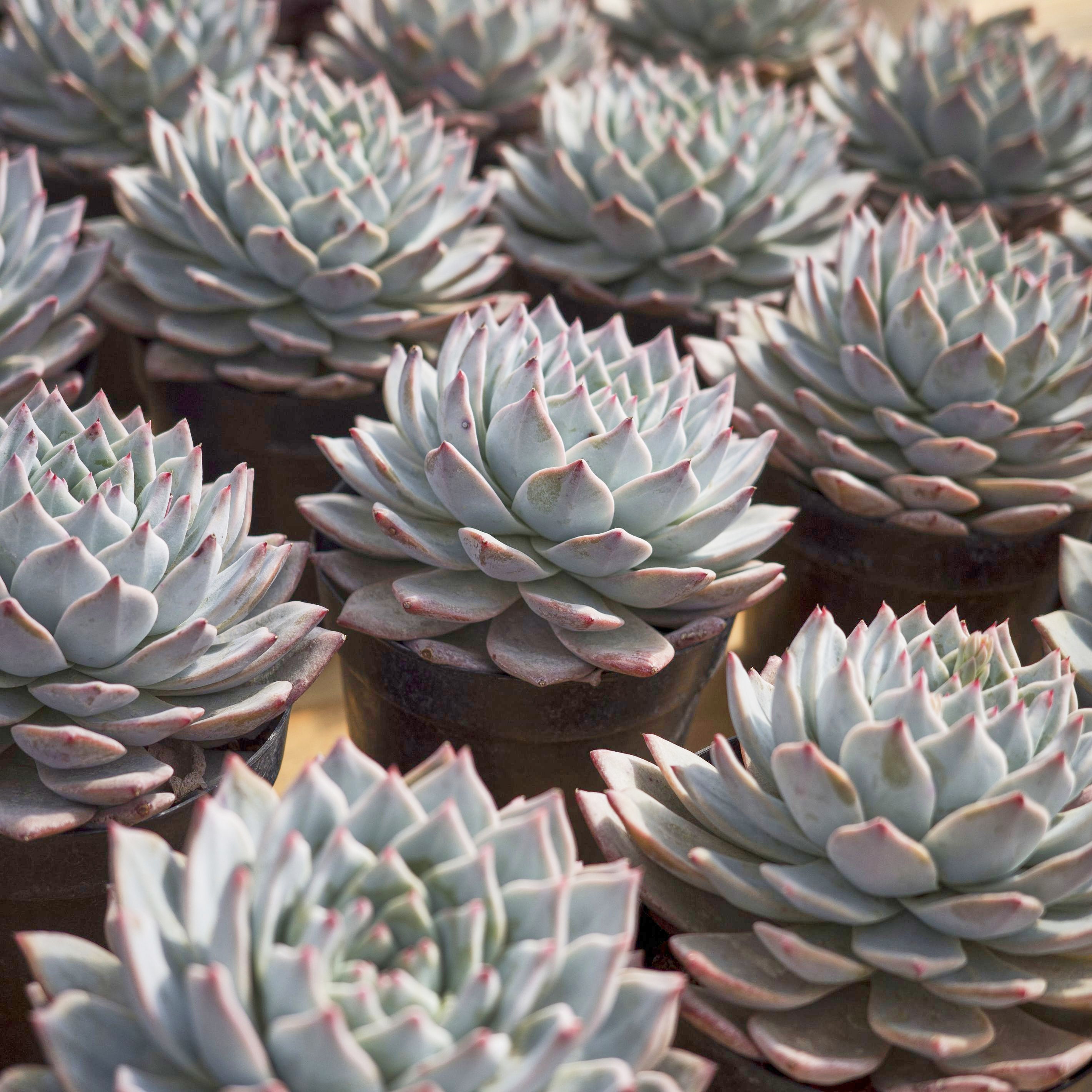 Echeveria Blue Bird,succulent Plant,succulent Gifts - Etsy