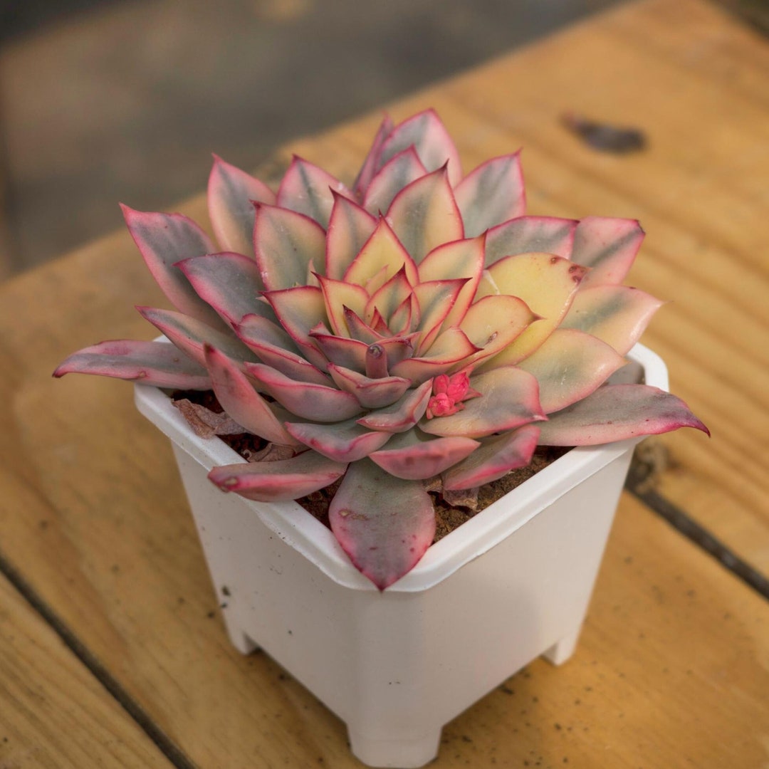 Echeveria Moon Gad Varnish Variegated,succulent Plant,succulent Gifts ...
