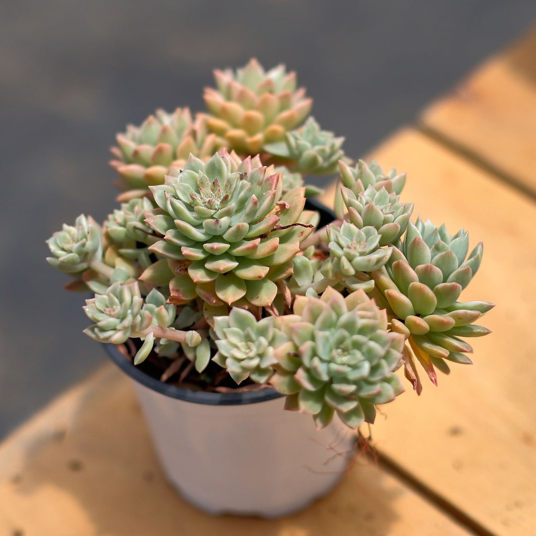 Sedeveria Markus Variegated,succulent Plant,succulent Gifts - Etsy