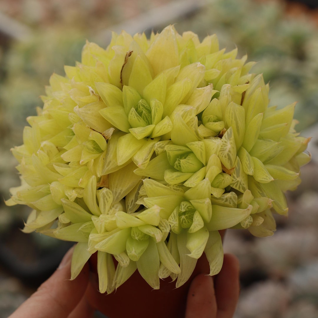Haworthia Cymbiformis Xantha Gold,succulent Plant,succulent Gifts - Etsy