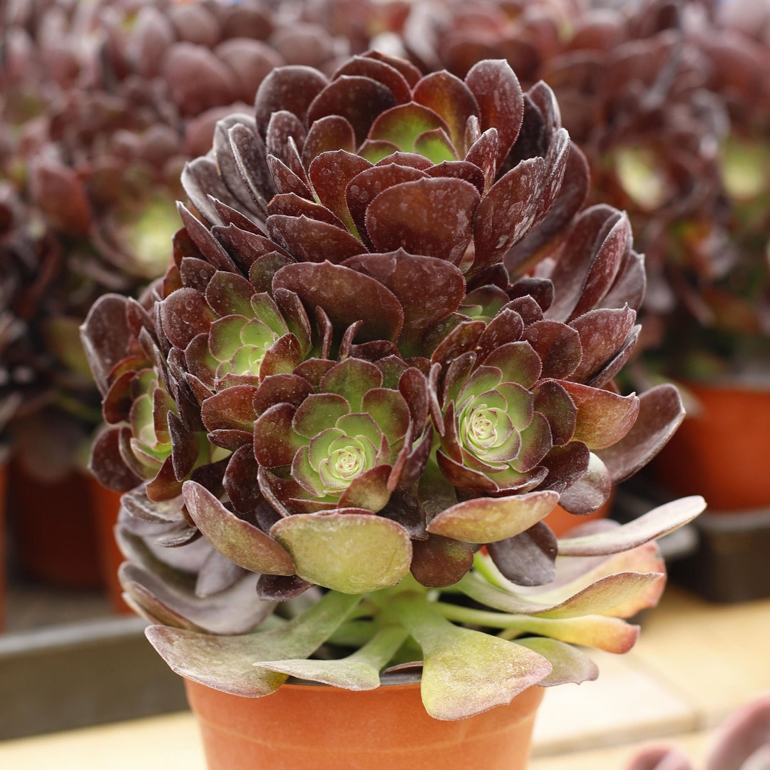 Echeveria Halloween,succulent Plant,succulent Gifts - Etsy