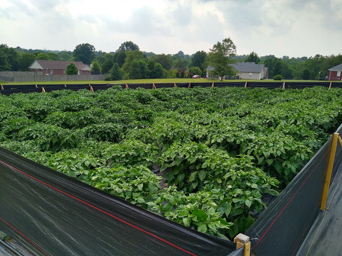 Ghost Pepper Dried Pods 25 Pods - Etsy