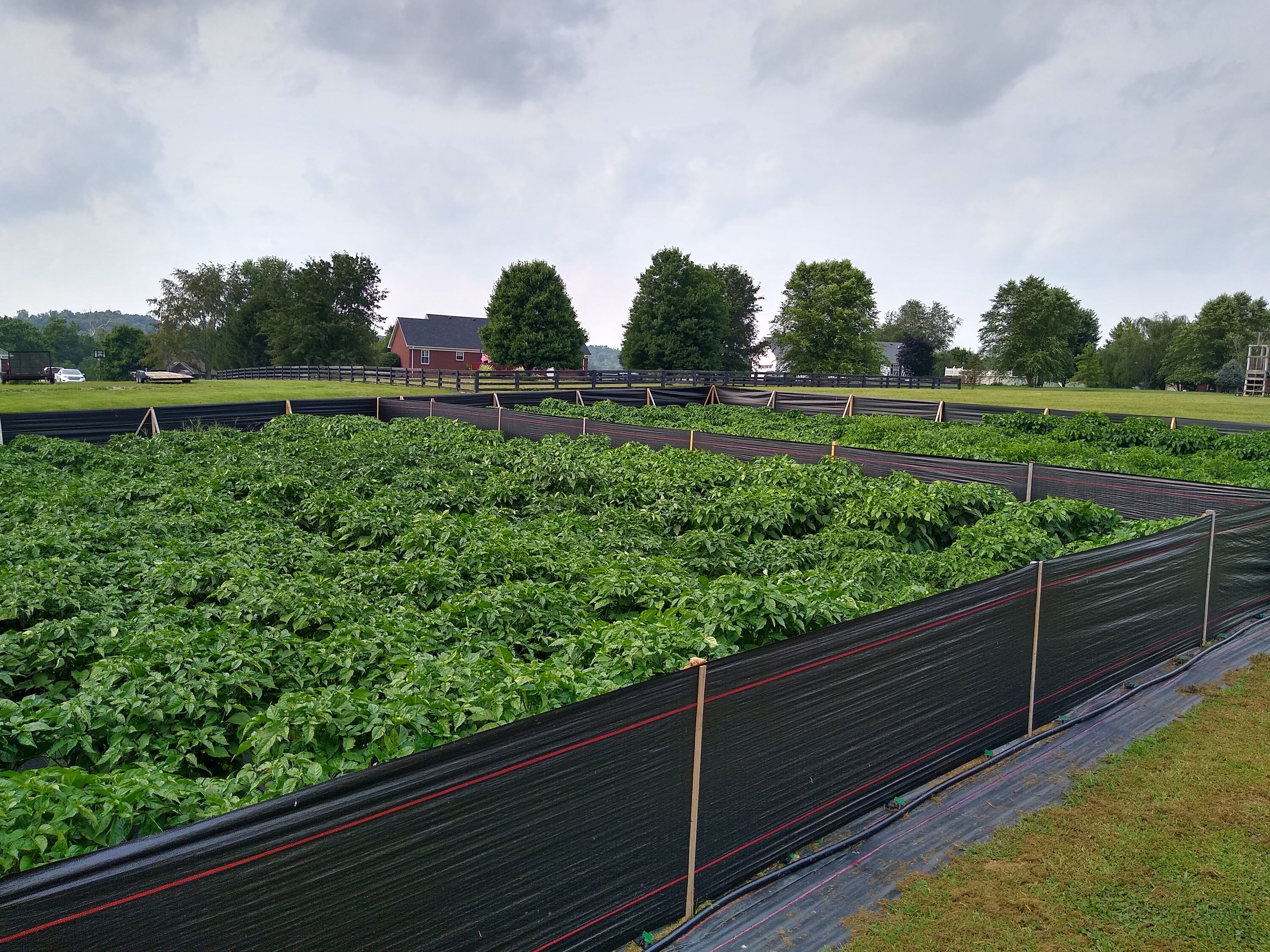 Trinidad Moruga Scorpion Pepper Dried Pods 10 Pods - Etsy