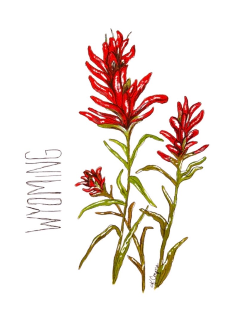 Wyoming Indian Paintbrush -PNG File- JPG File- Red and Green Floral ...