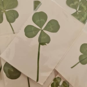 1 Real Four Leaf Clover - Pressed 4 Leaf Clover Lucky Charm - Etsy