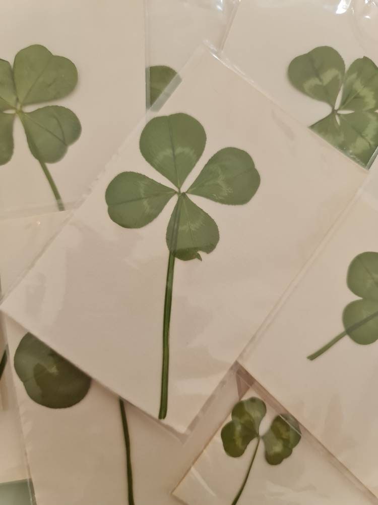 1 Real Four Leaf Clover - Pressed 4 Leaf Clover Lucky Charm - Etsy