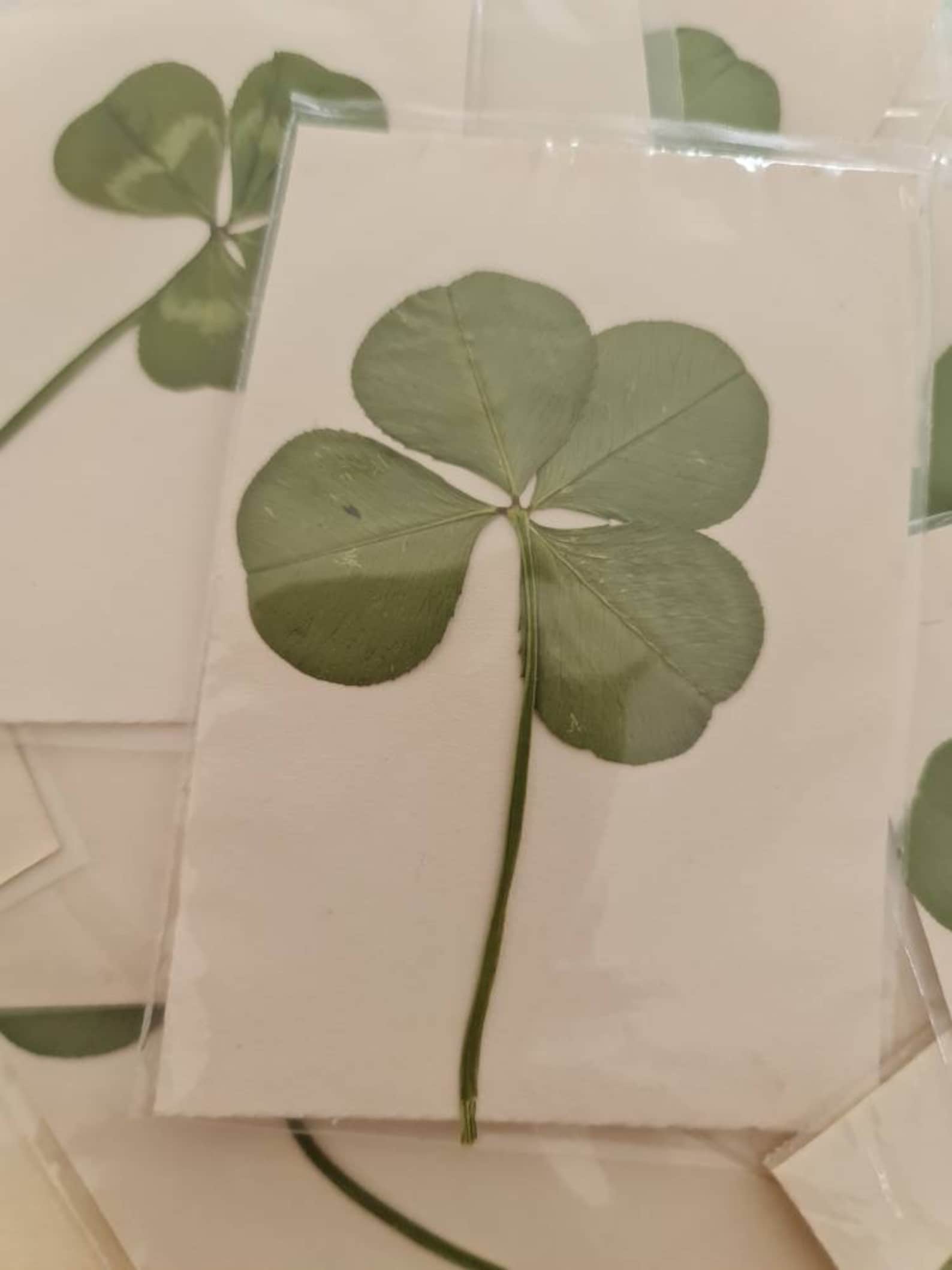 1 Real Four Leaf Clover - Pressed 4 Leaf Clover Lucky Charm - Etsy