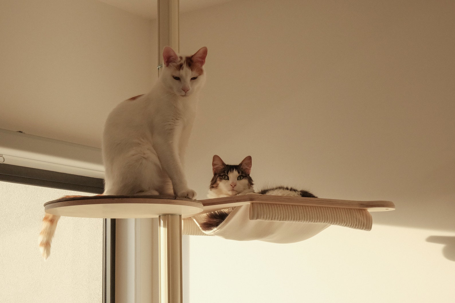Floor-to-ceiling Cat Pole 2 - Etsy Australia