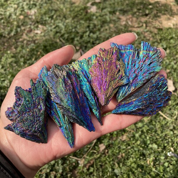 Feather Specimens - Etsy