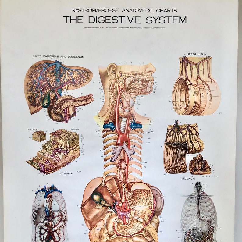 Digestive System Frohse Anatomical Wall Chart by - Etsy