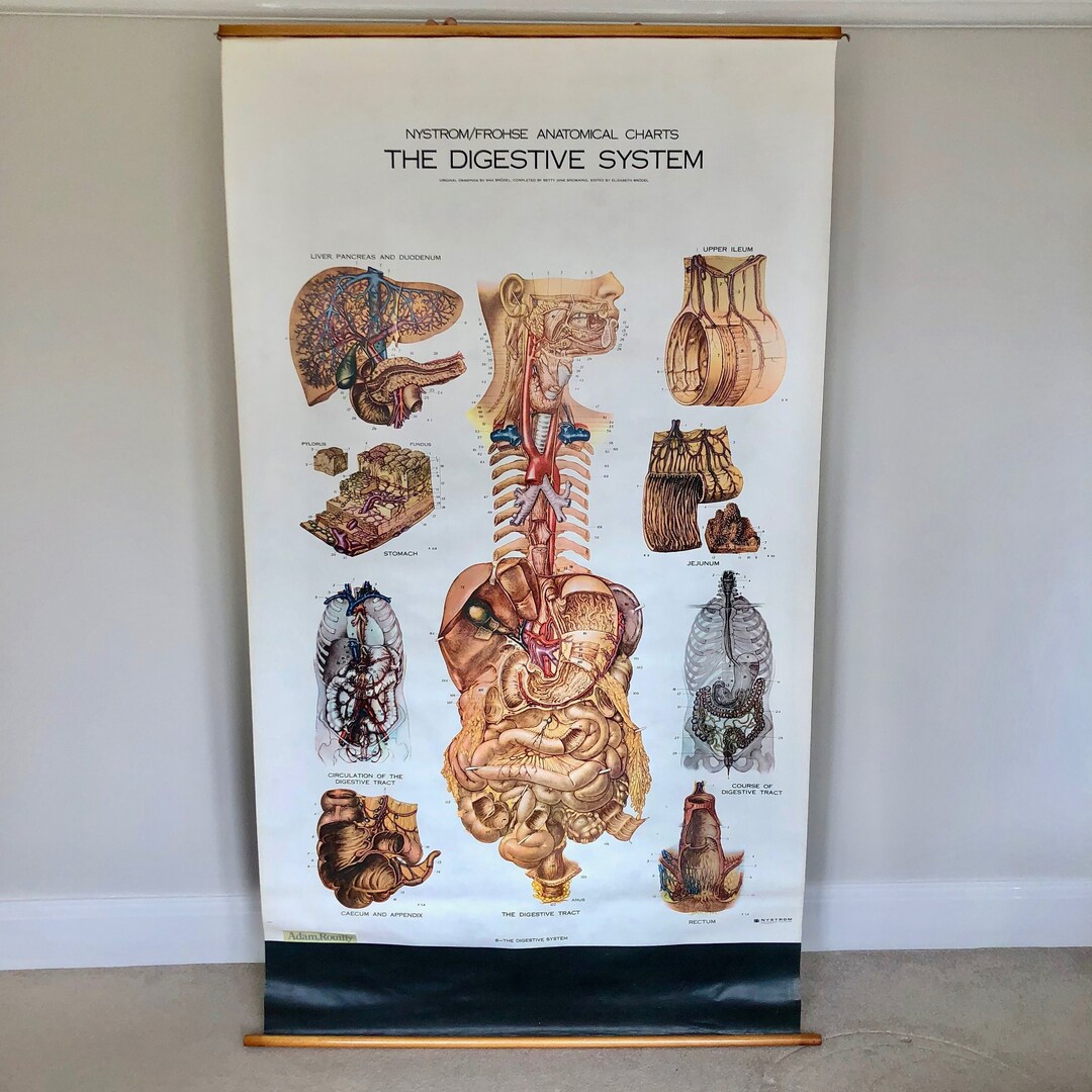 Digestive System Frohse Anatomical Wall Chart by Nystrom/frohse/adam ...