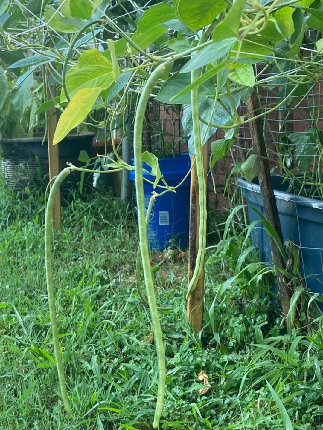 Bangladesh Borboti Seeds(5 Seeds) - Etsy